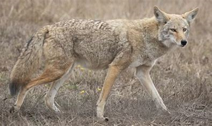 SIPOA Coyote Management Plan – Do’s & Don’ts