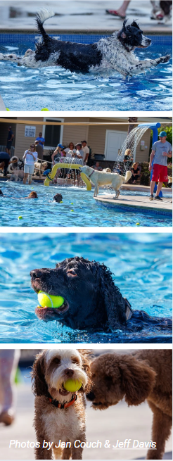 Spring Dog Pool Party